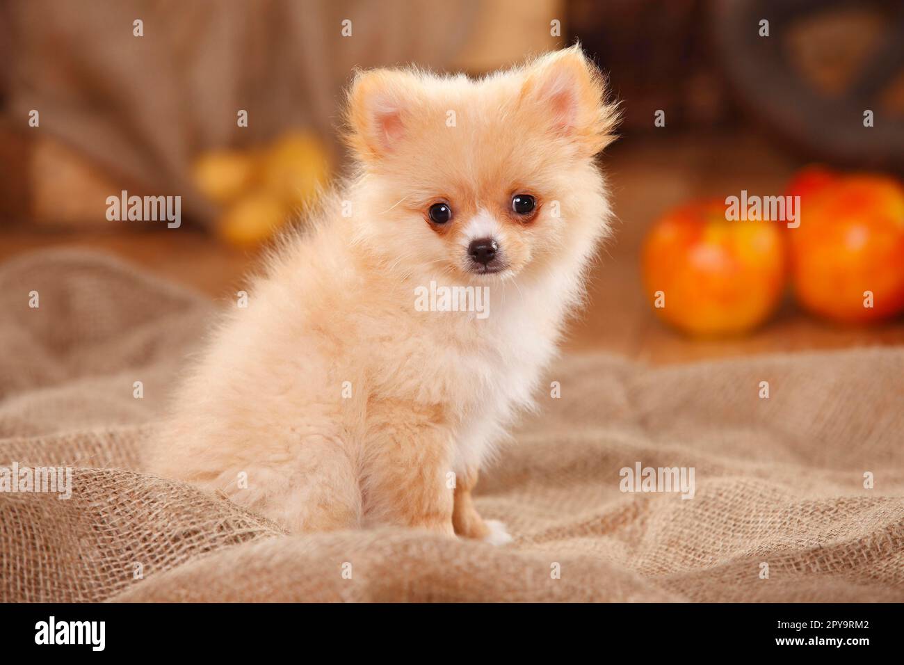 Pomchi puppy hi-res stock photography and images - Alamy