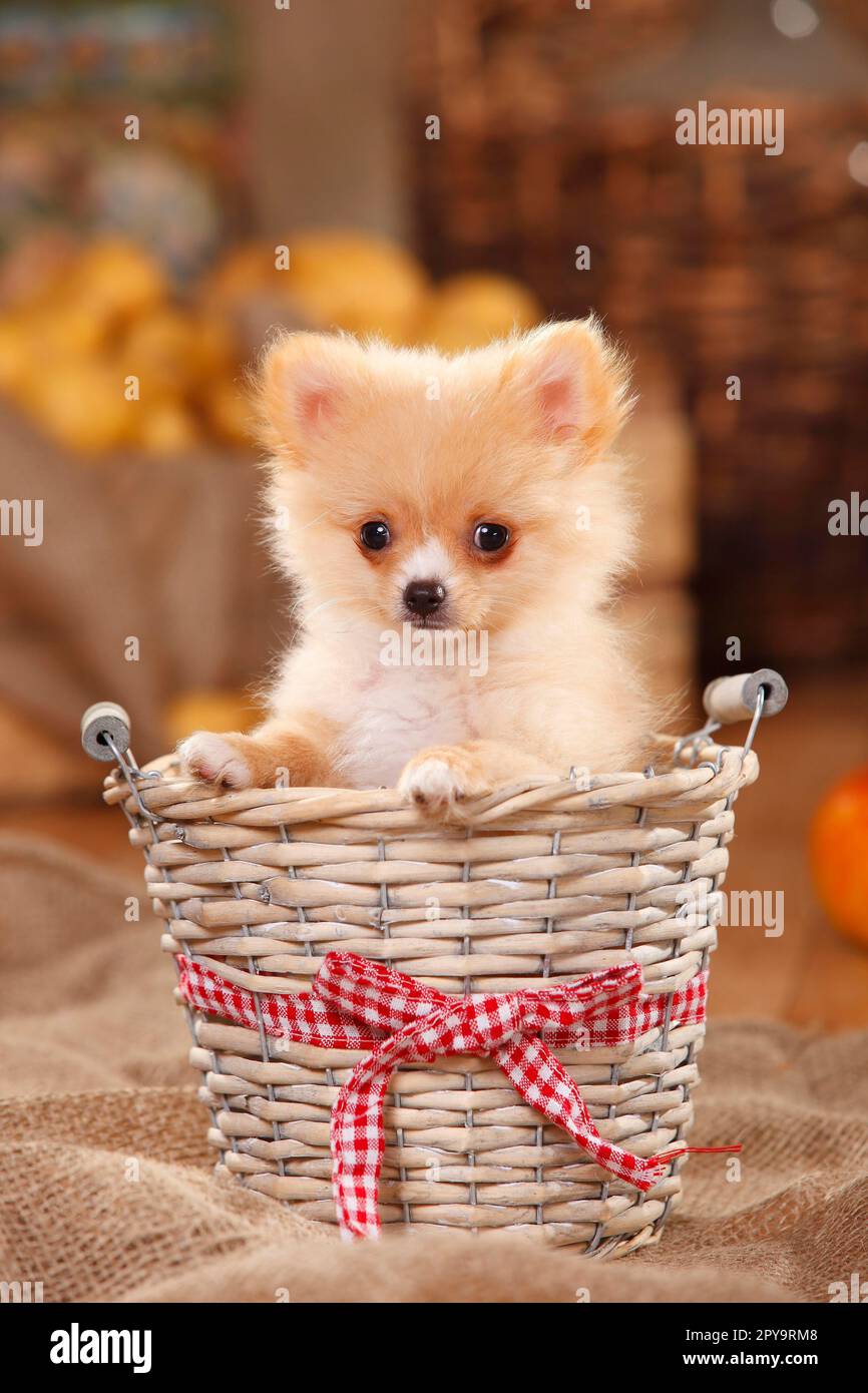 Mixed Breed Dog, puppy, 12 weeks (Pomchi) (Chiranian) (Spitz cross Stock Photo - Alamy