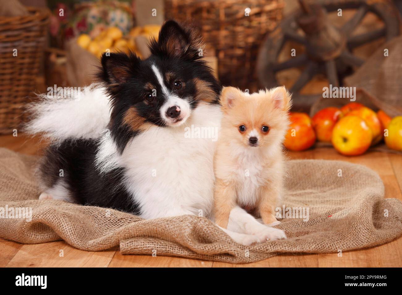 Mixed breed dog with puppy, 12 weeks (Spitz cross Stock Photo - Alamy