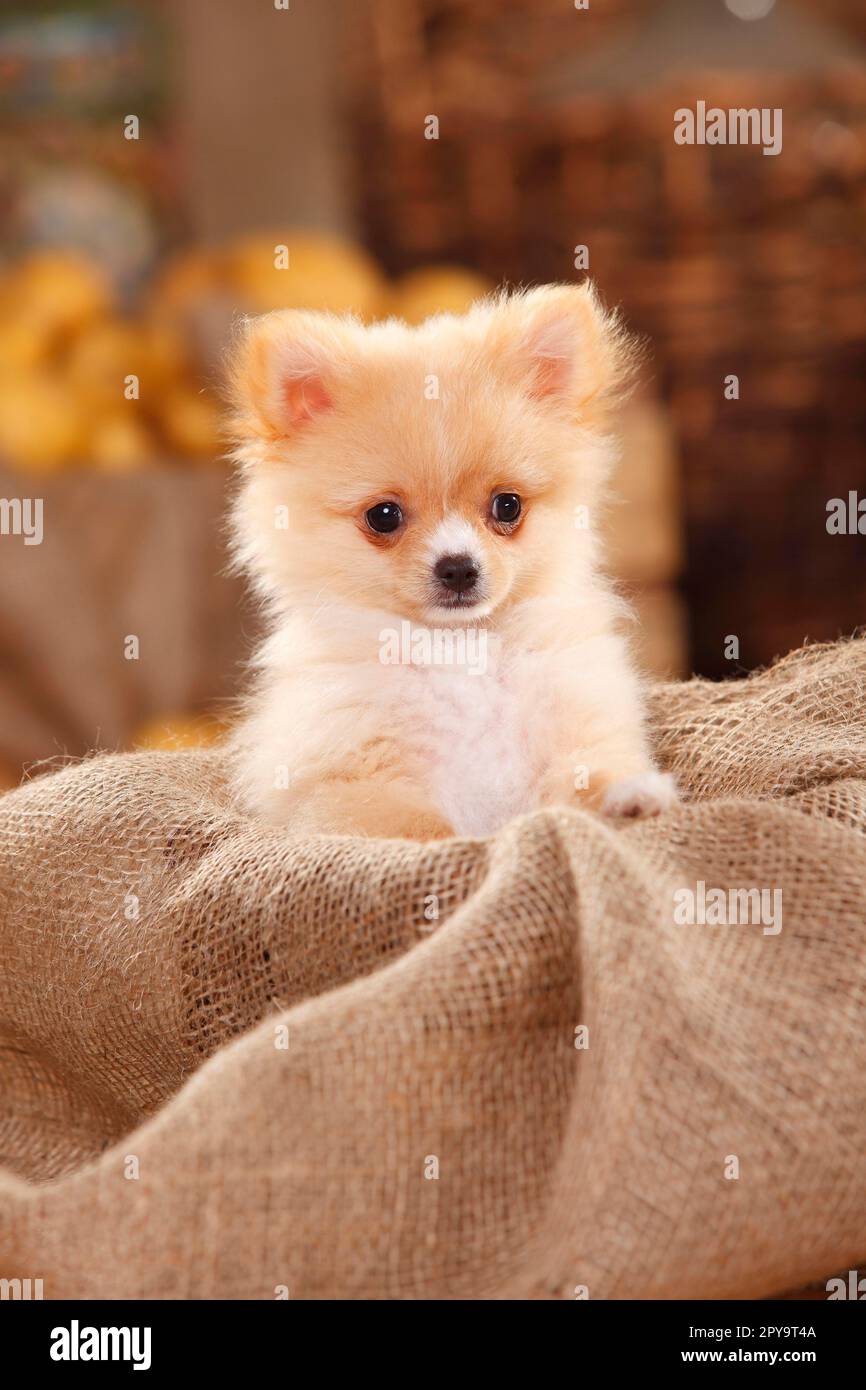 Mixed Breed Dog, puppy, 12 weeks (Pomchi) (Chiranian) (Spitz cross ...