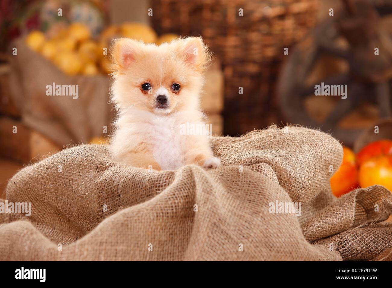 Mixed Breed Dog, puppy, 12 weeks (Pomchi) (Chiranian) (Spitz cross ...