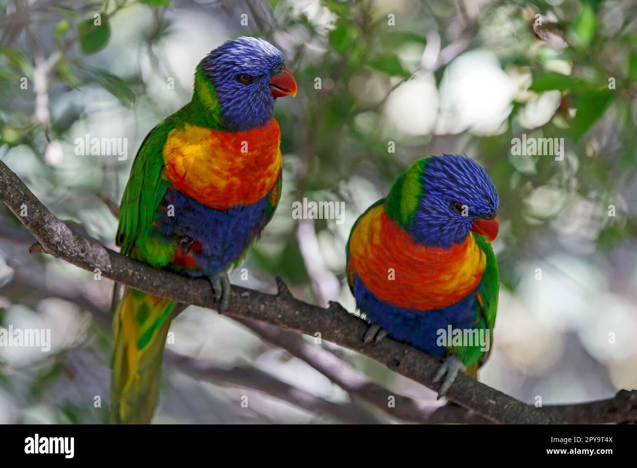 Swainson's Lorikeet (Trichoglossus haematodus moluccanus), in captivity Stock Photo - Alamy