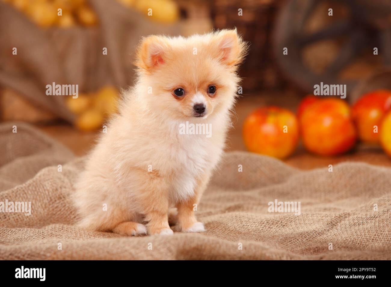 Mixed Breed Dog, puppy, 12 weeks (Pomchi) (Chiranian) (Spitz cross ...