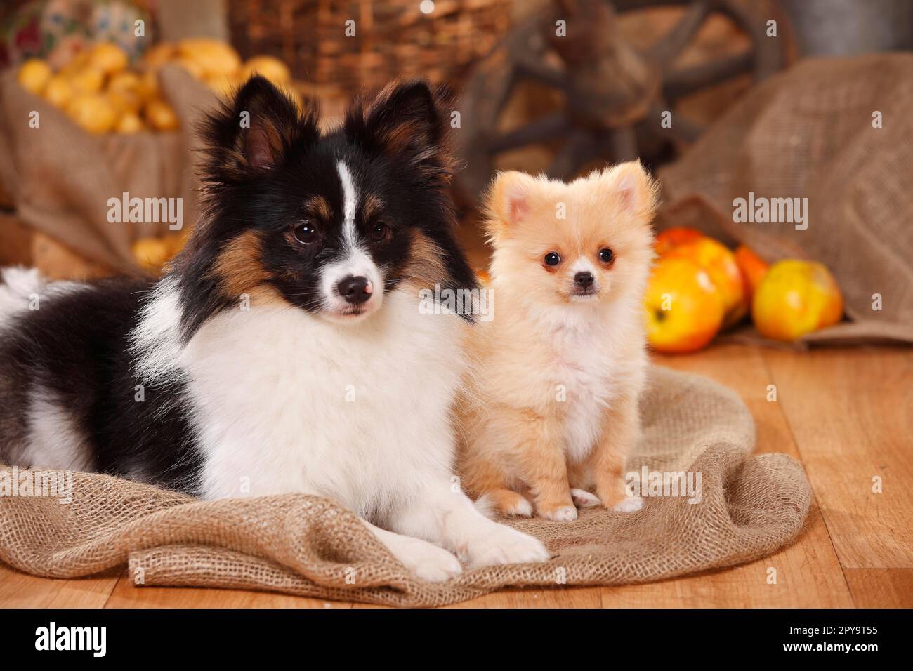 Mixed breed dog with puppy, 12 weeks (Spitz cross Stock Photo - Alamy