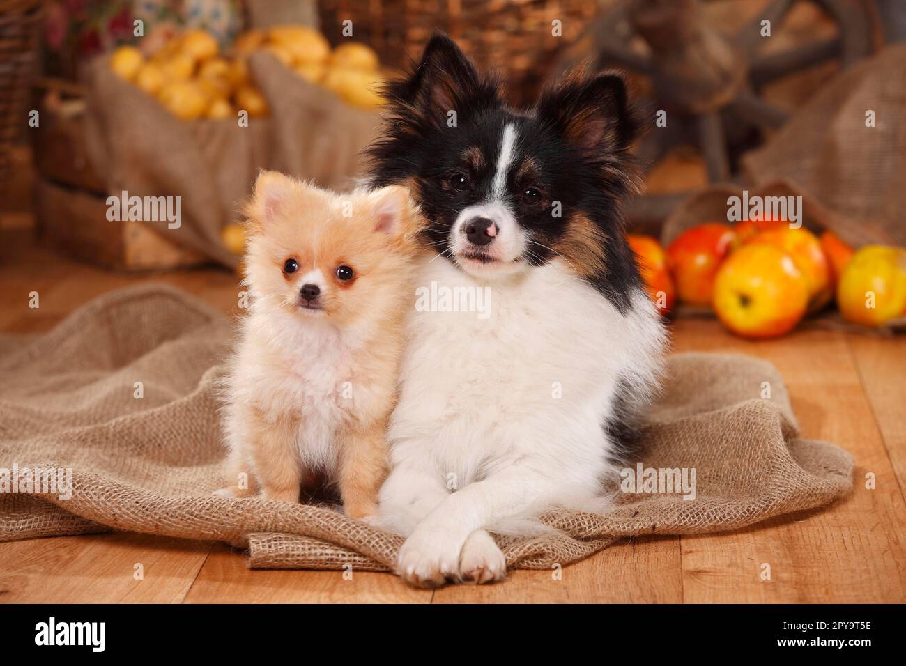 Mixed breed dog with puppy, 12 weeks (Spitz cross Stock Photo - Alamy