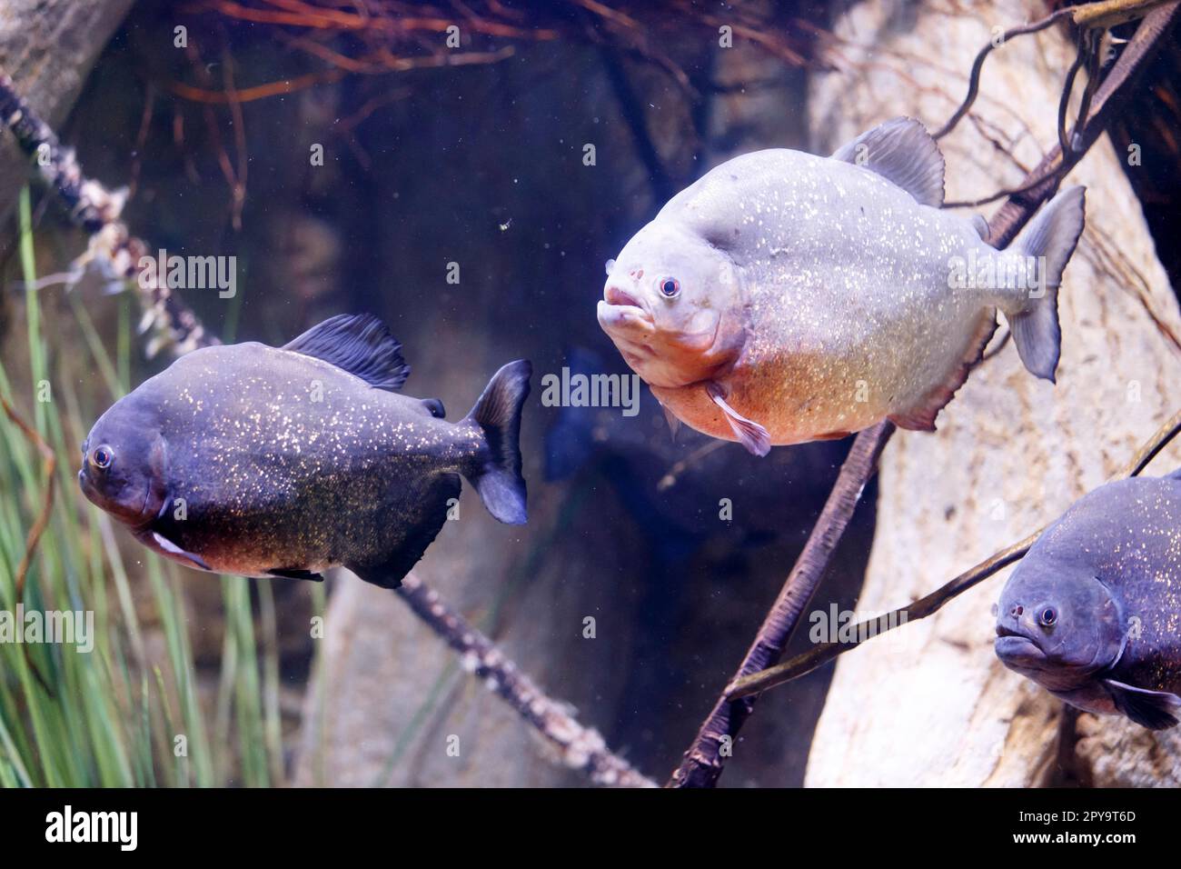 Red piranha (Pygocentrus nattereri), in captivity Stock Photo - Alamy