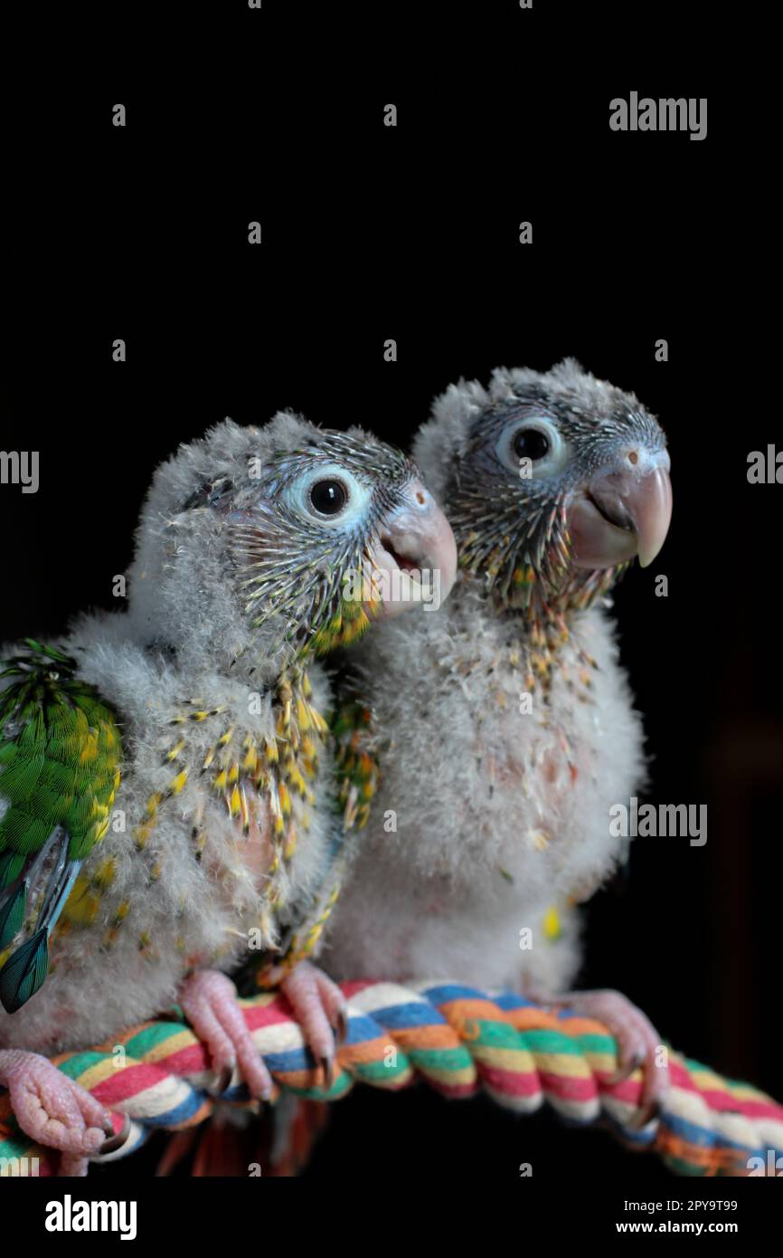 Baby conure portrait head shot closeup in studio shots Singapore Stock ...