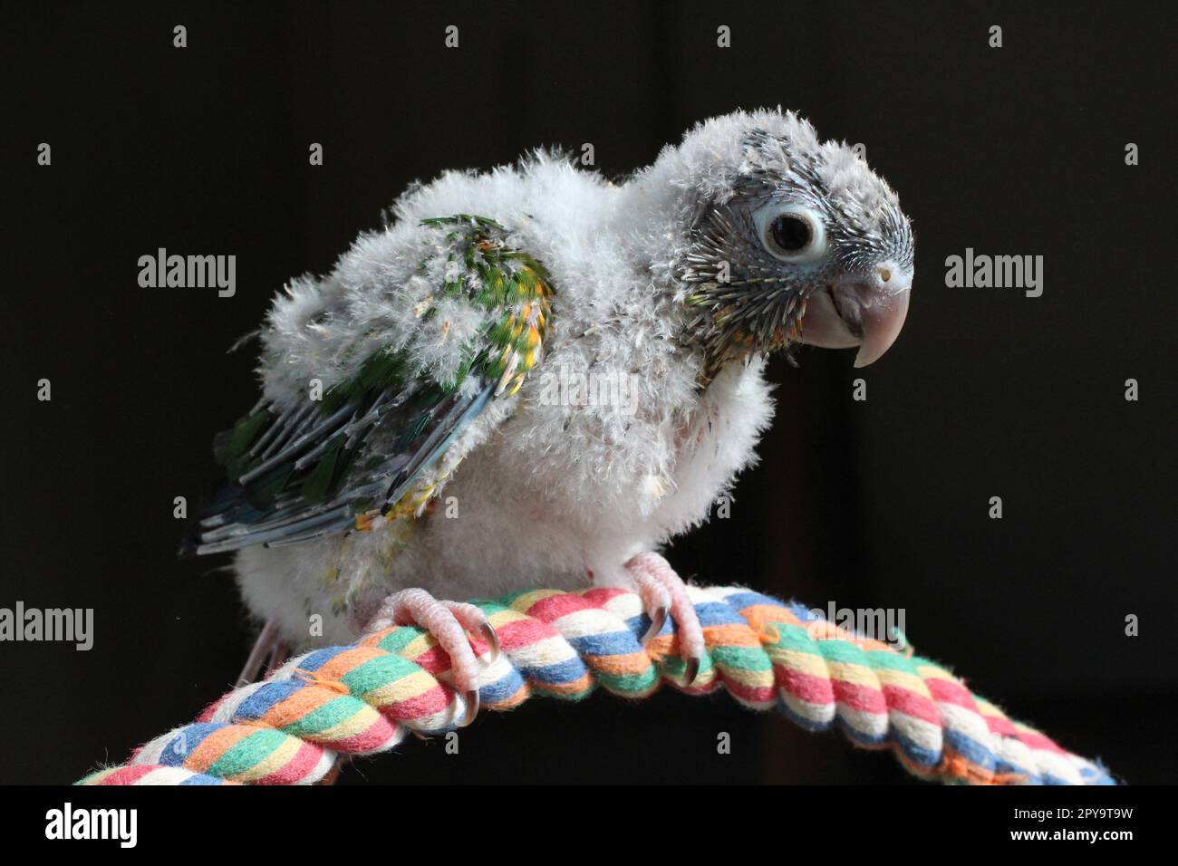 Baby conure portrait head shot closeup in studio shots Singapore Stock ...