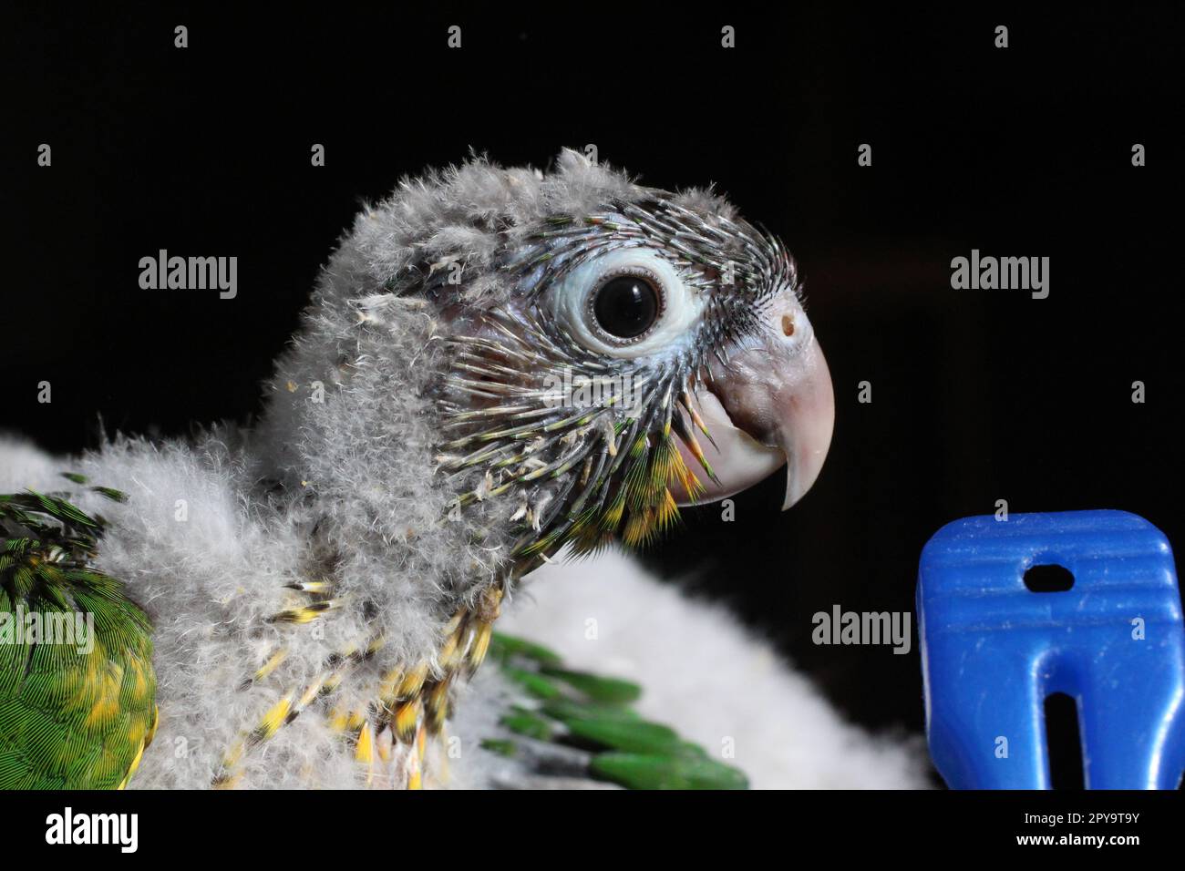 Baby conure portrait head shot closeup in studio shots Singapore Stock ...