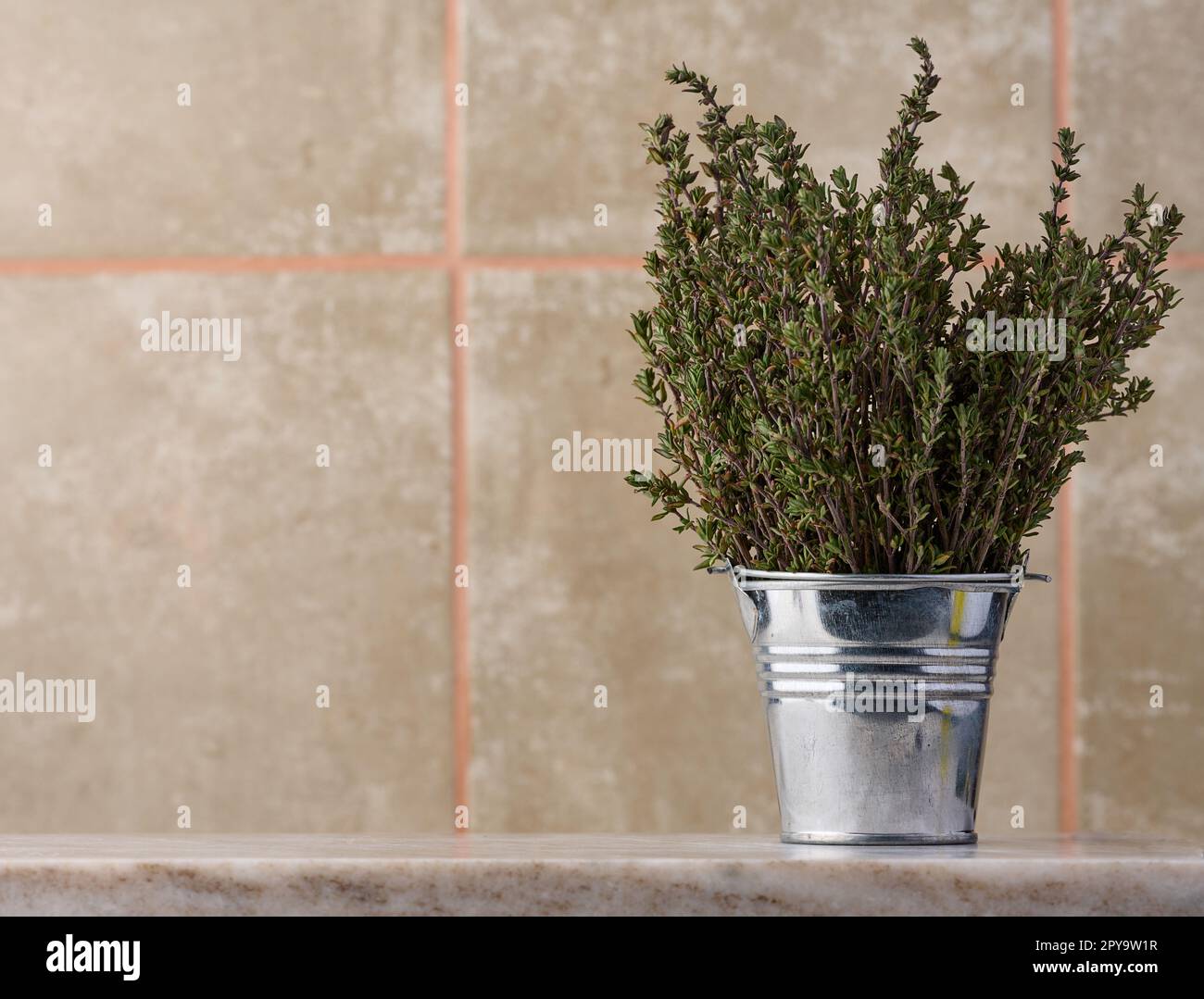 Thyme branch in a miniature metal bucket, aromatic spice for cooking ...