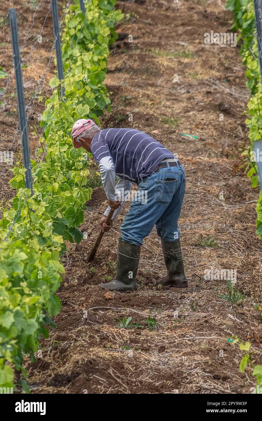 Madeira Island Portugal - 04 21 2023: View of farmer working with hoes ...