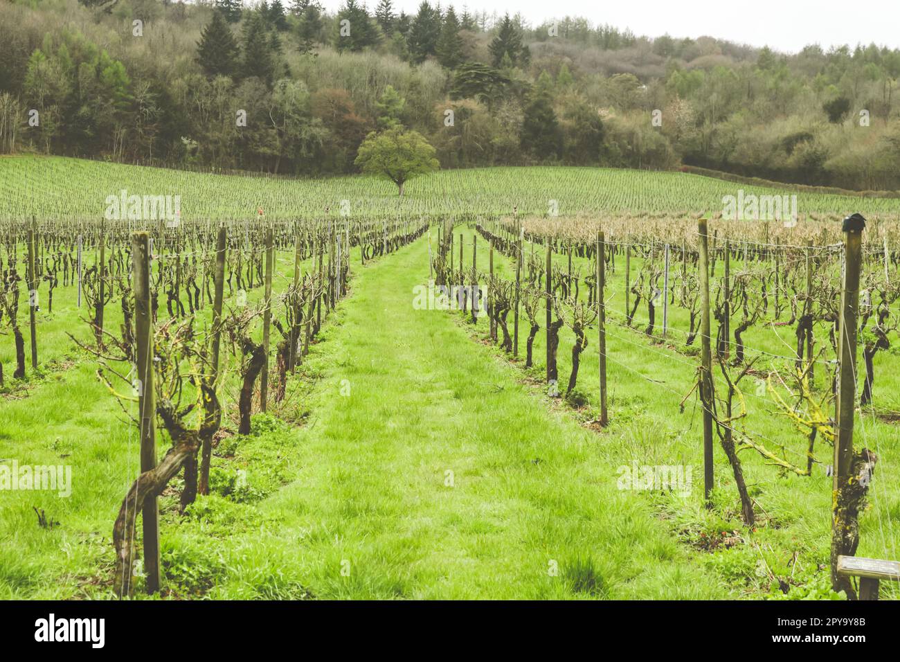 Surrey Hills vineyard, Denbies Wine Estate in Dorking Surrey England UK ...