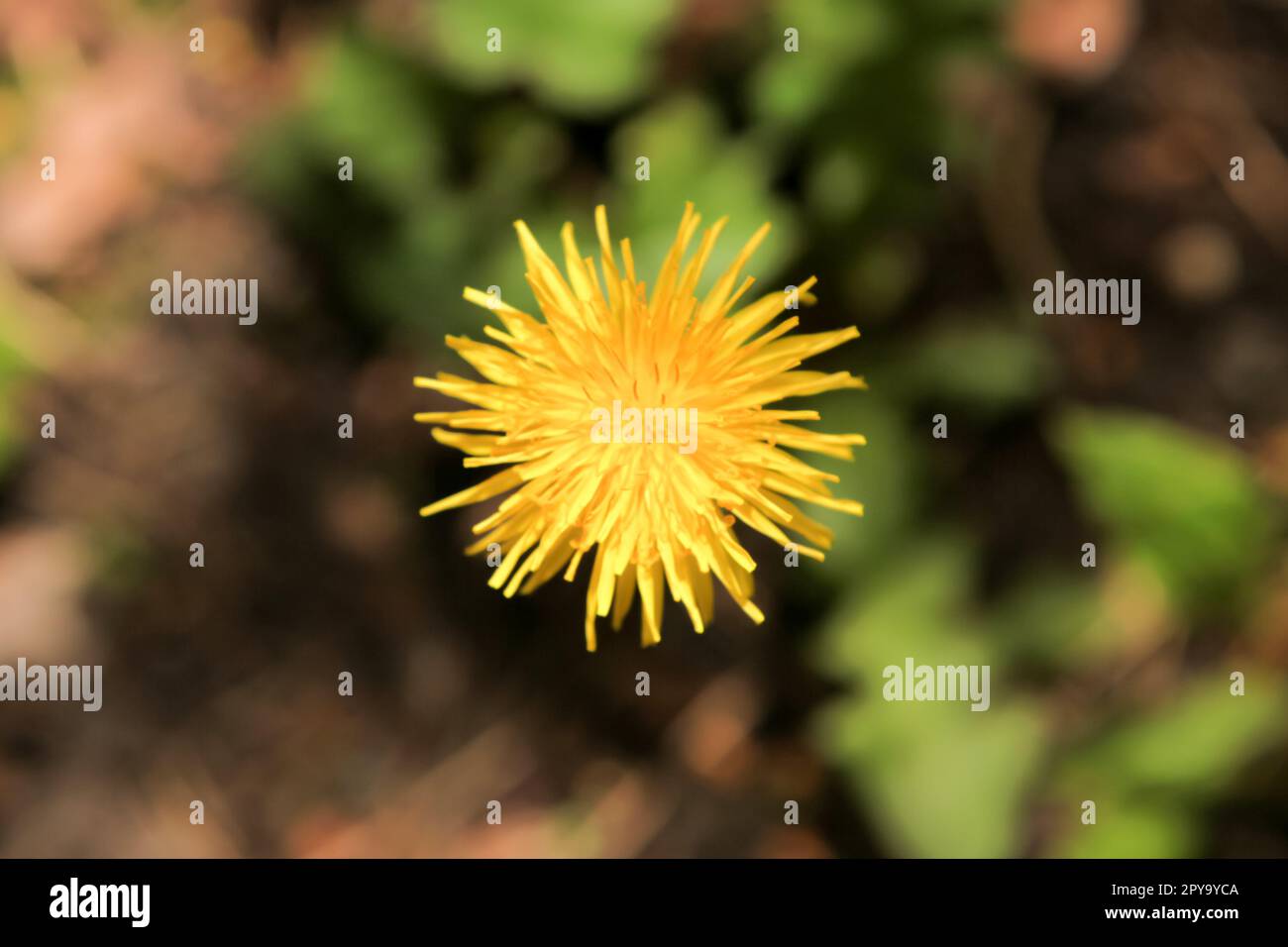 Taraxacum is a large genus of flowering plant in family Asteraceae ...
