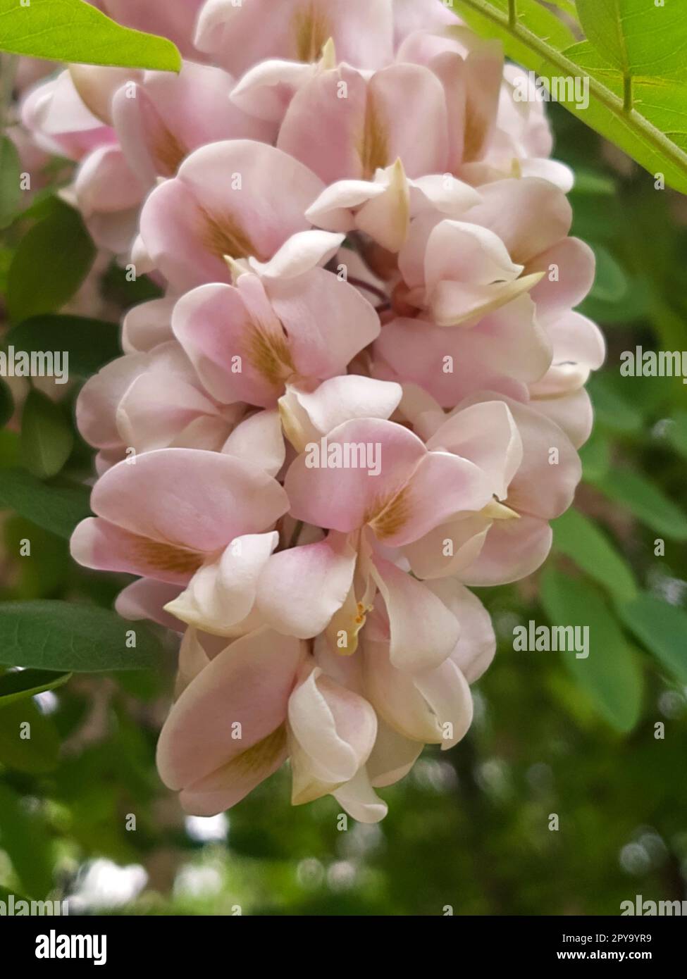 Pink flowers of Robinia pseudoacacia against the background of leaves ...