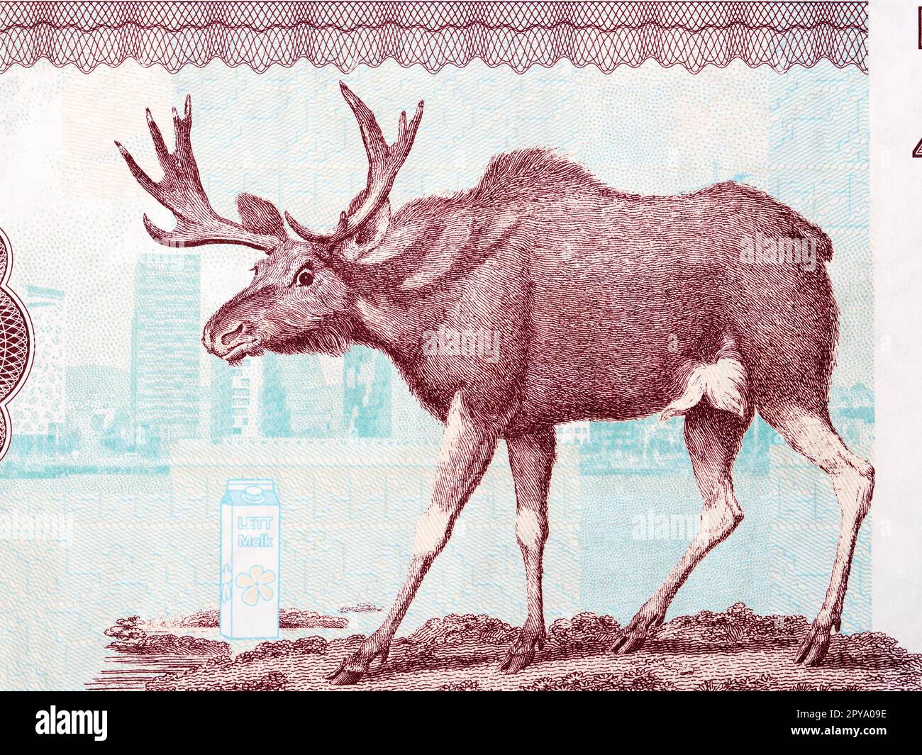 Moose portrait hi-res stock photography and images - Alamy