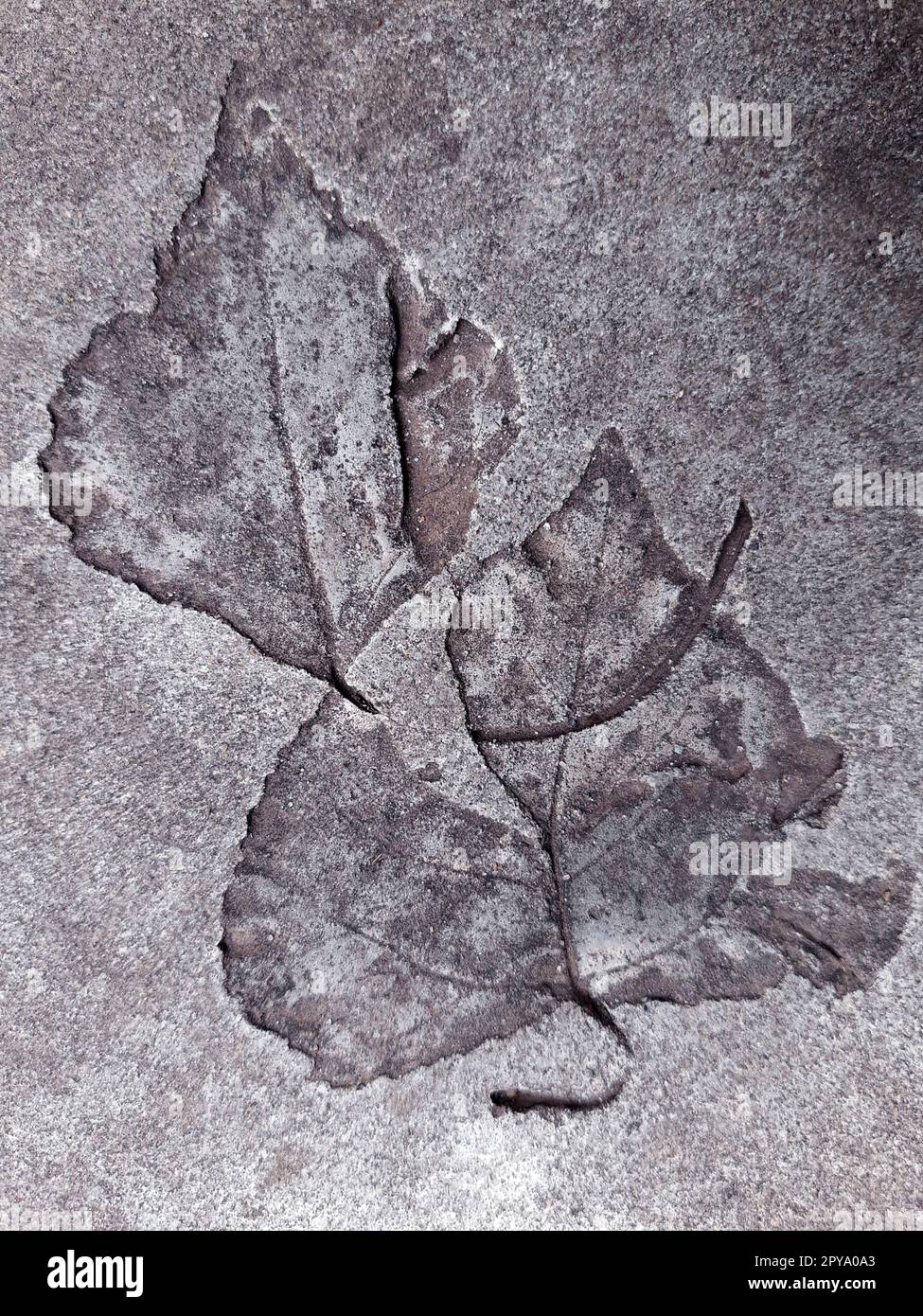 Concrete leaf hi-res stock photography and images - Alamy