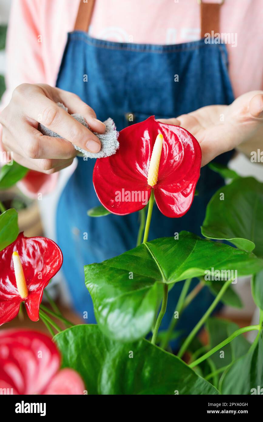 The girl wipes the large green leaves and the flower of the anthurium ...
