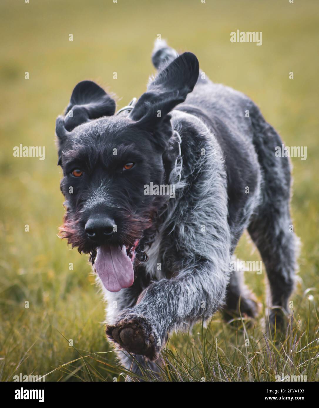 Sako the German wirehaired pointer hunting dog Stock Photo - Alamy