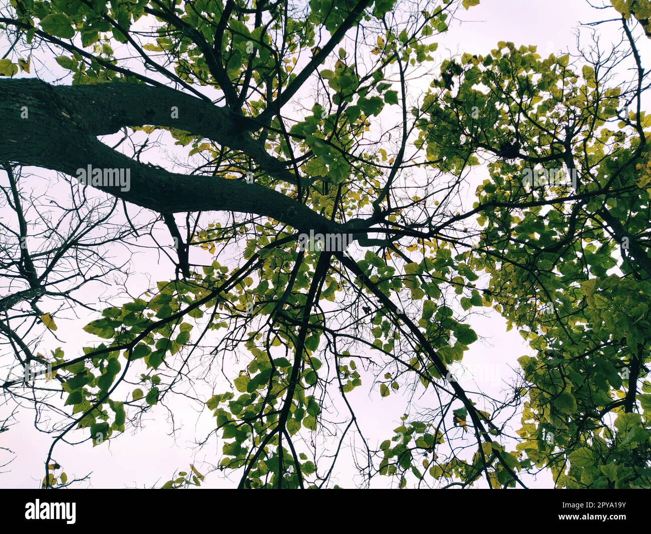 Crown of a tree from bottom to top on a white background. Trunk ...