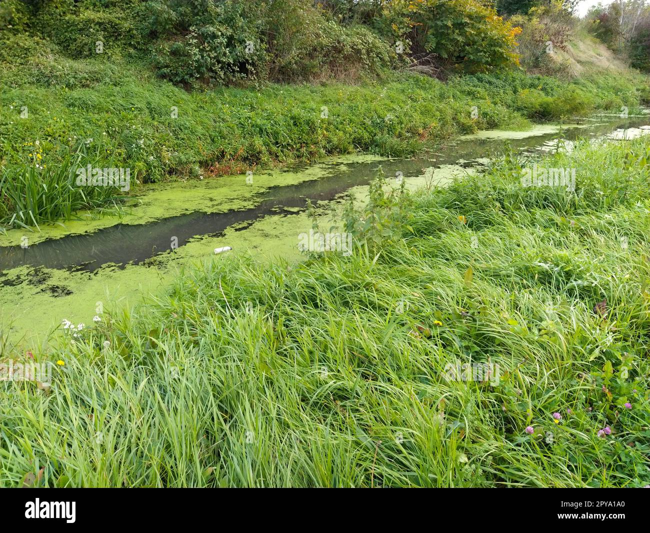 Boggy forest lake. Swamp with duckweed. A beautiful calm place ...