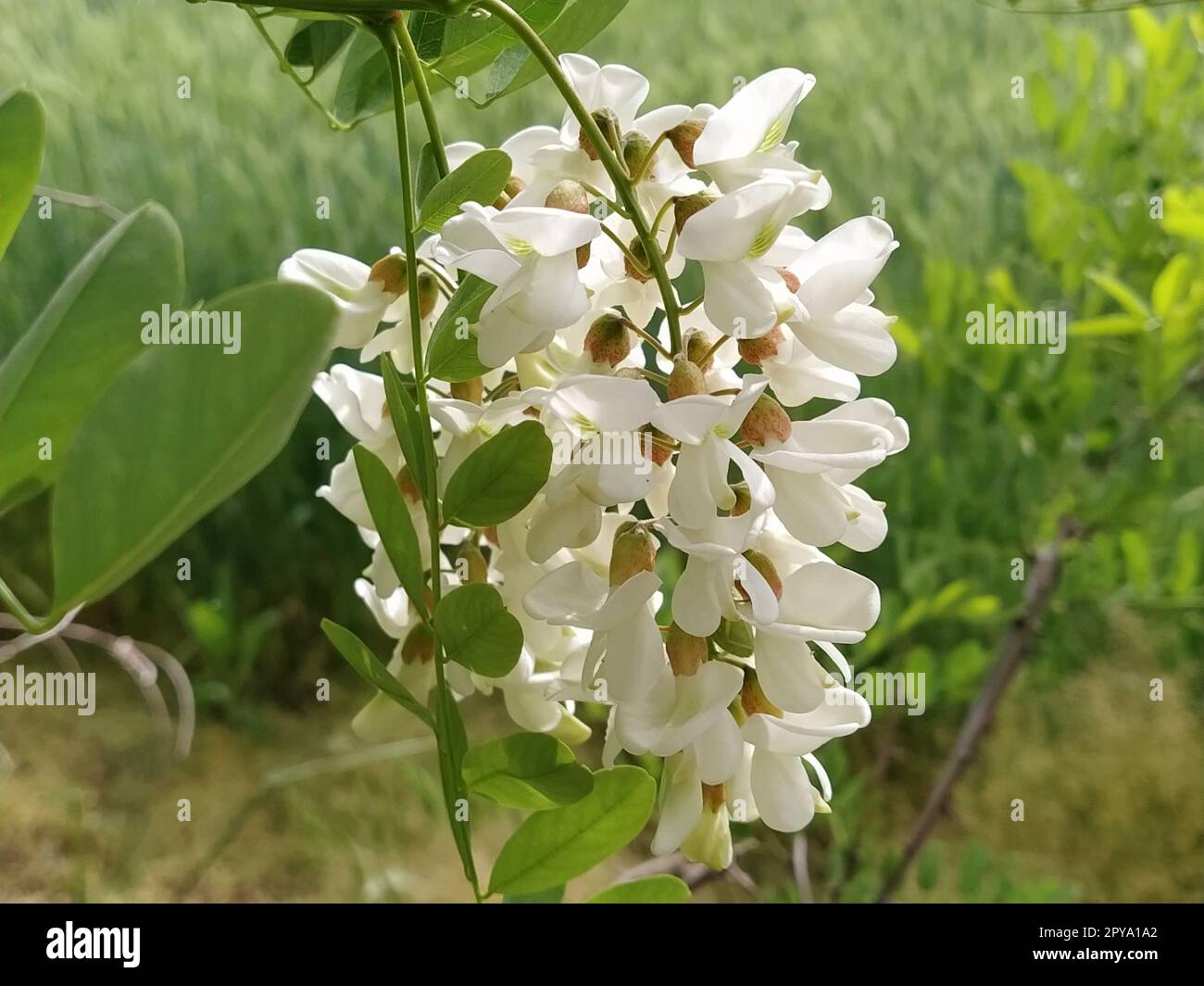 Flowers of White Acacia. Robinia pseudoacacia, commonly known in its ...