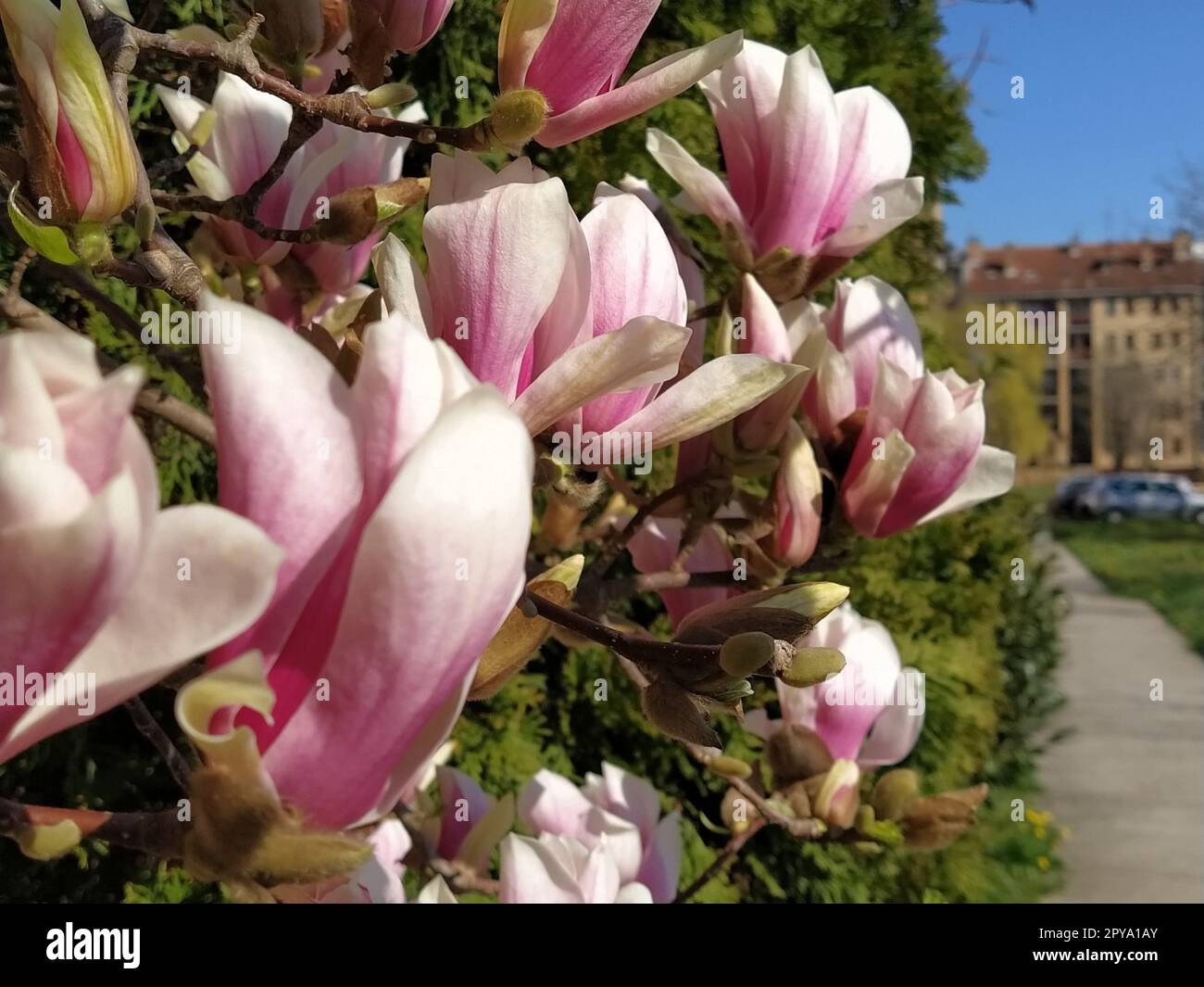 Magnolia tree without flowers hi-res stock photography and images - Alamy