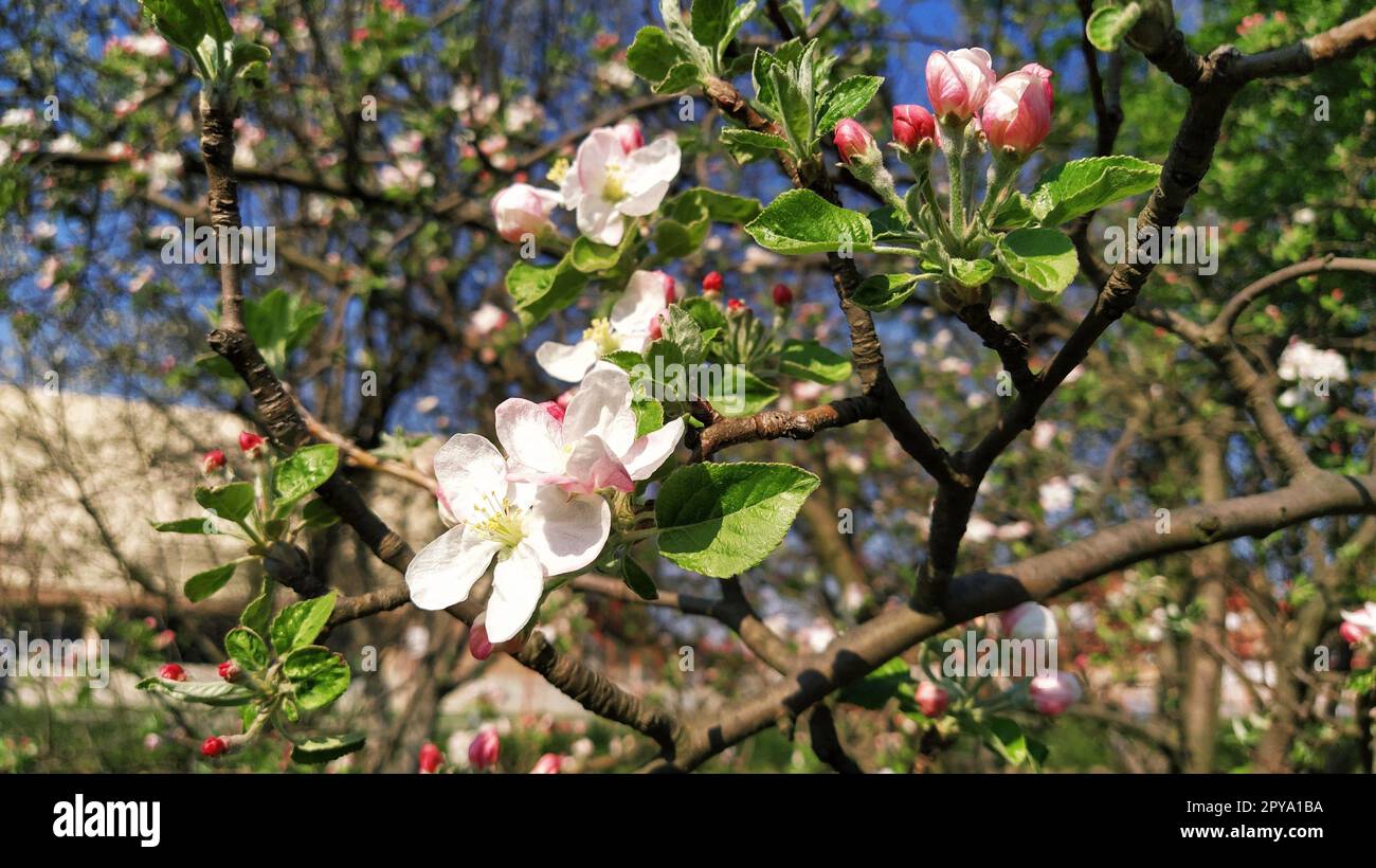 Tender flower petals of apple tree. Apple trees in lush flowering white ...