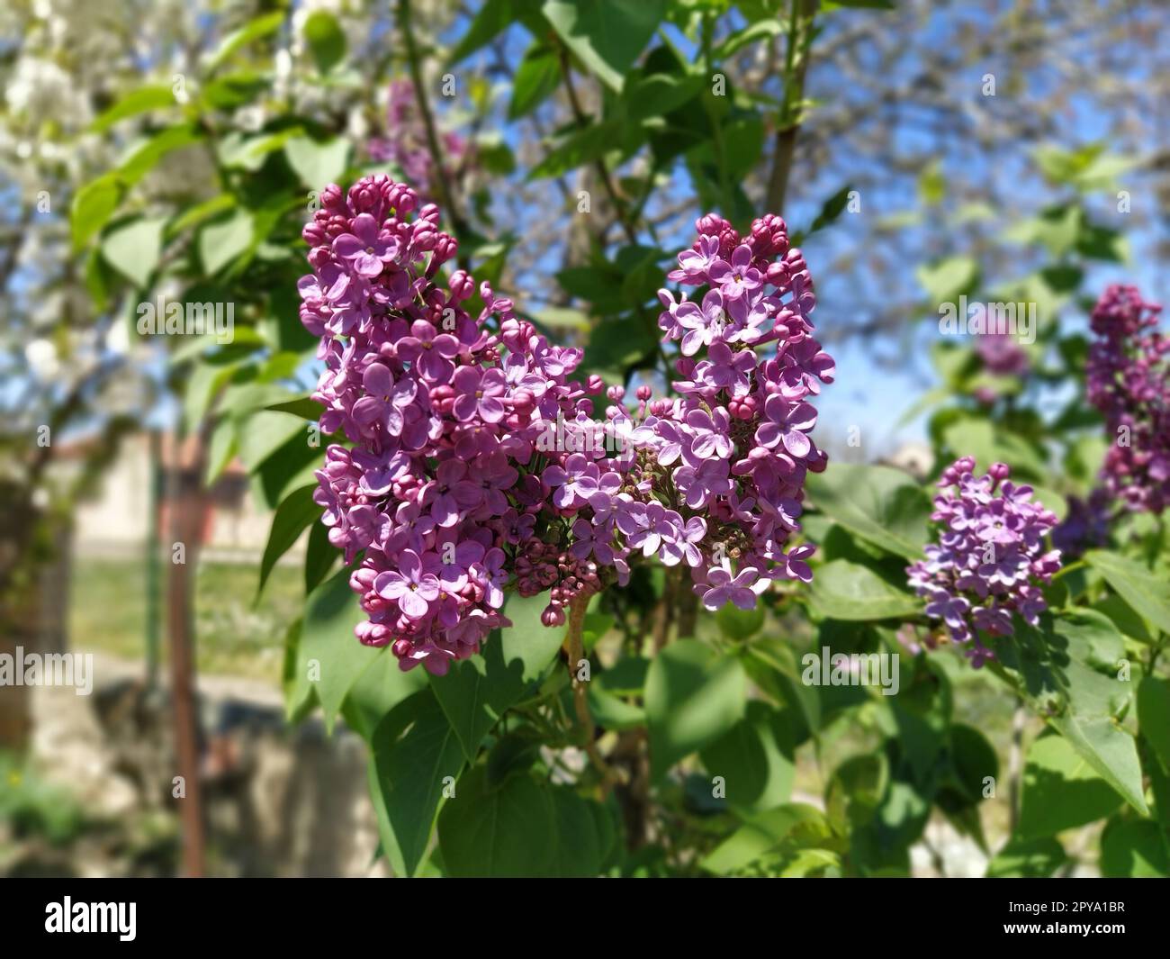 beautiful lilac flowers branch on a green background, natural spring ...