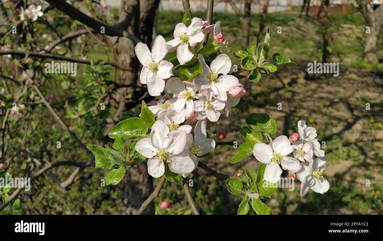 Tender flower petals of apple tree. Apple trees in lush flowering white ...