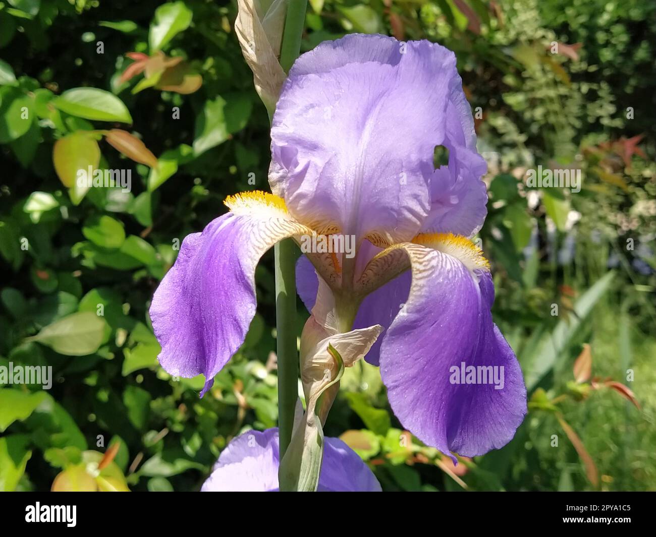Beautiful purple iris with a white middle. Curved graceful bright ...