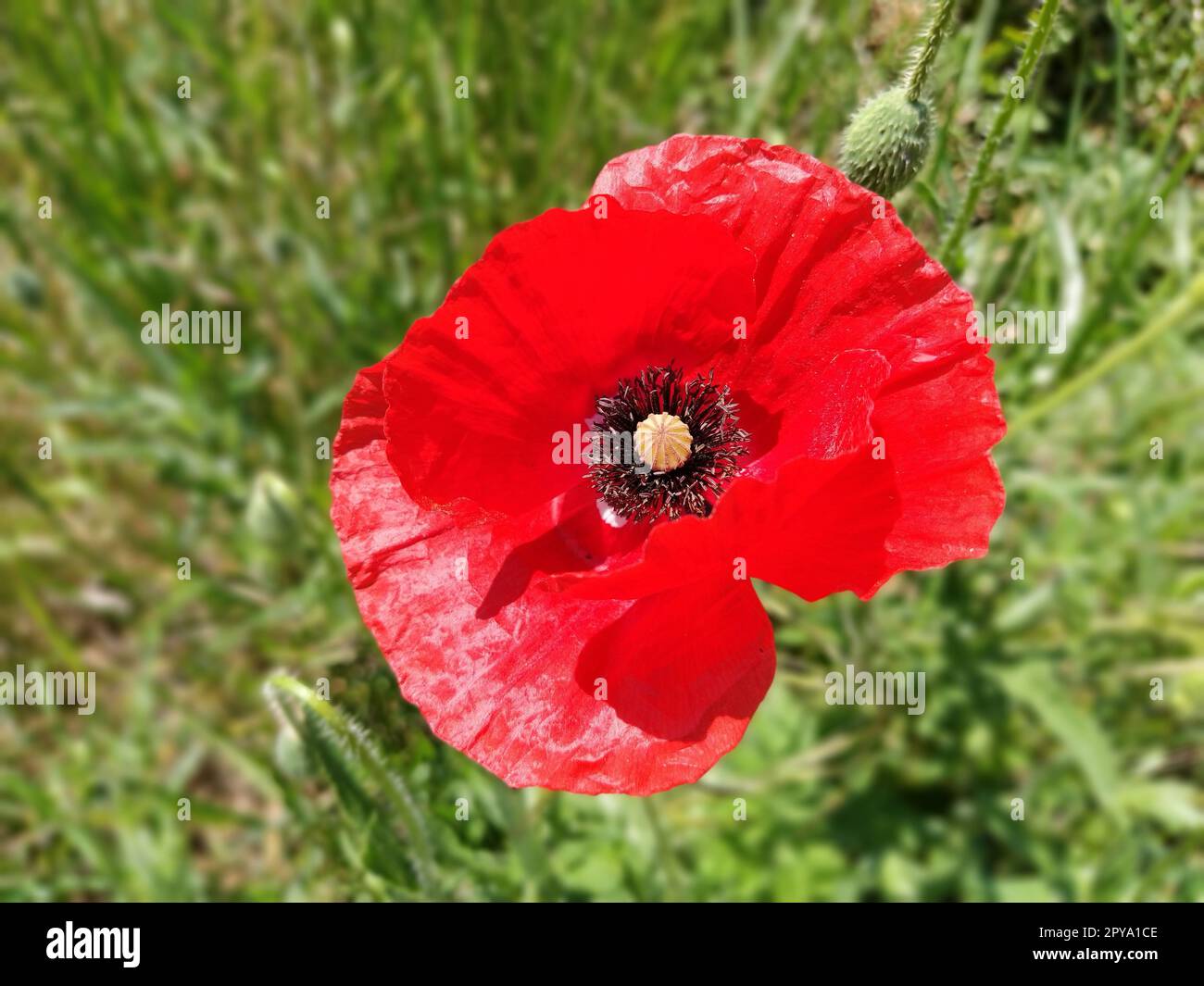 beautiful red poppy close-up. Spring or summer flower of bright color ...