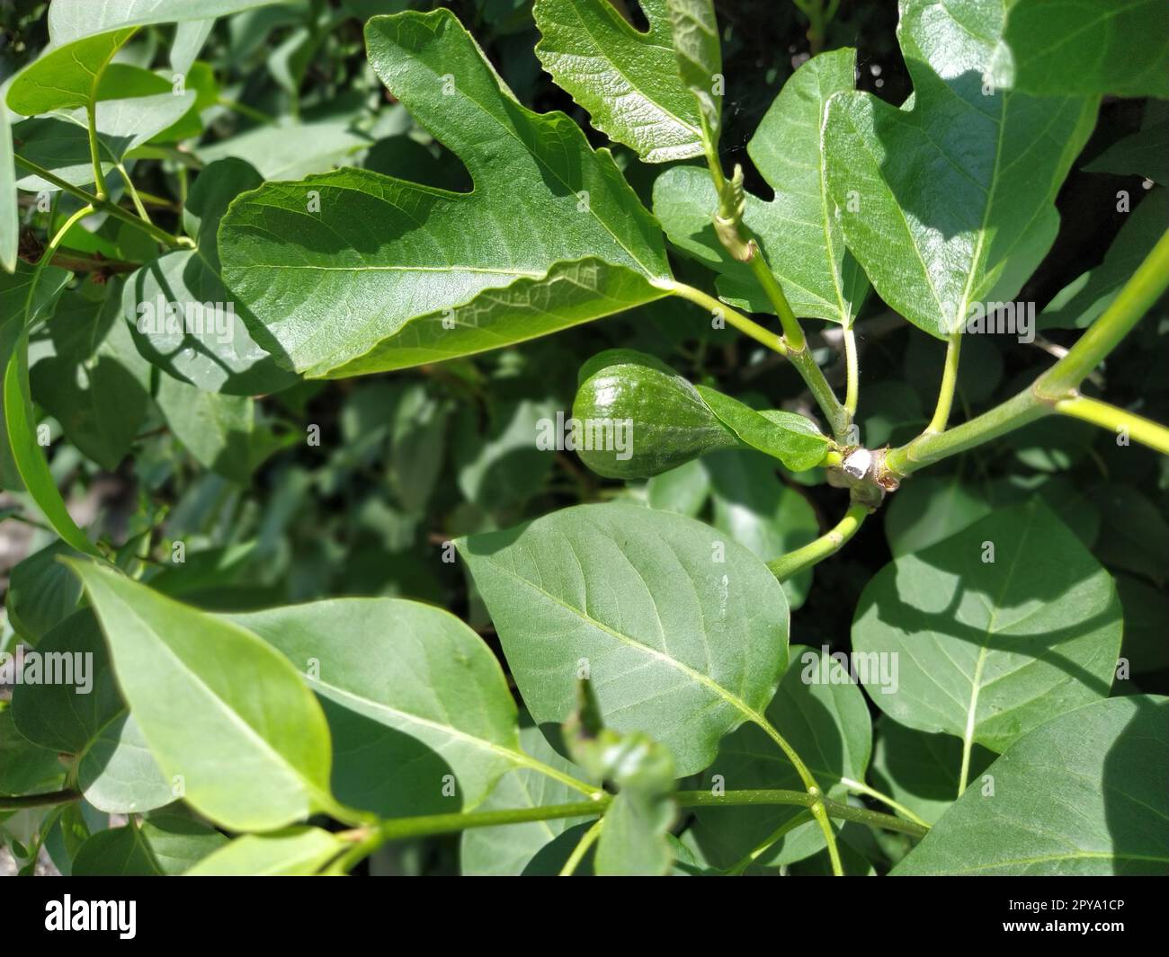 Green fig on a branch. Fig tree fruit close-up. Shiny green fig in the ...