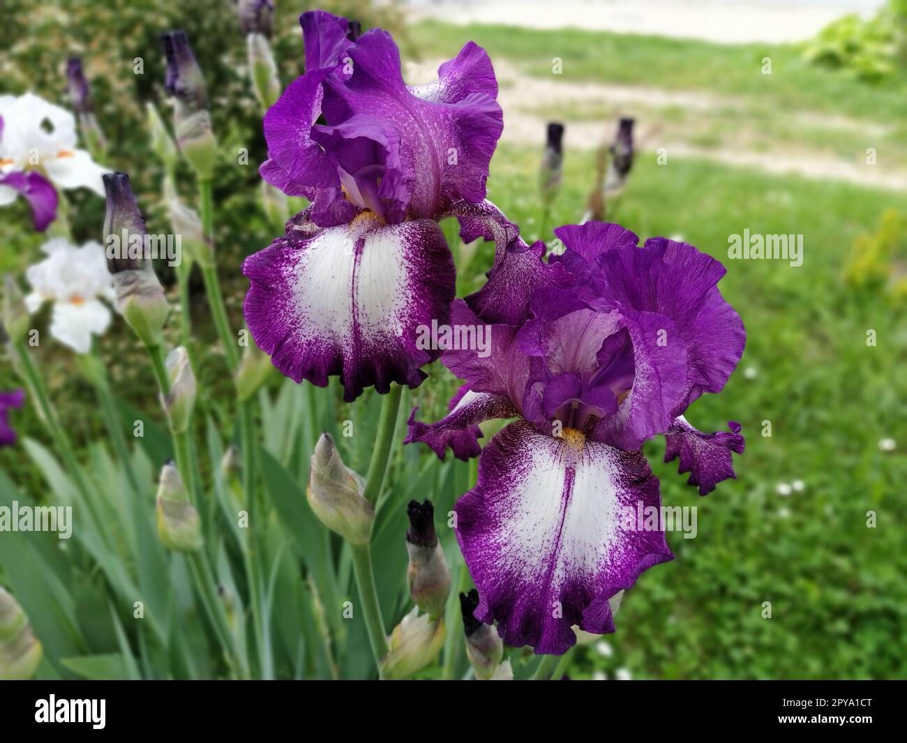 Two beautiful white and purple irises close-up. Graceful flower in the garden Stock Photo - Alamy