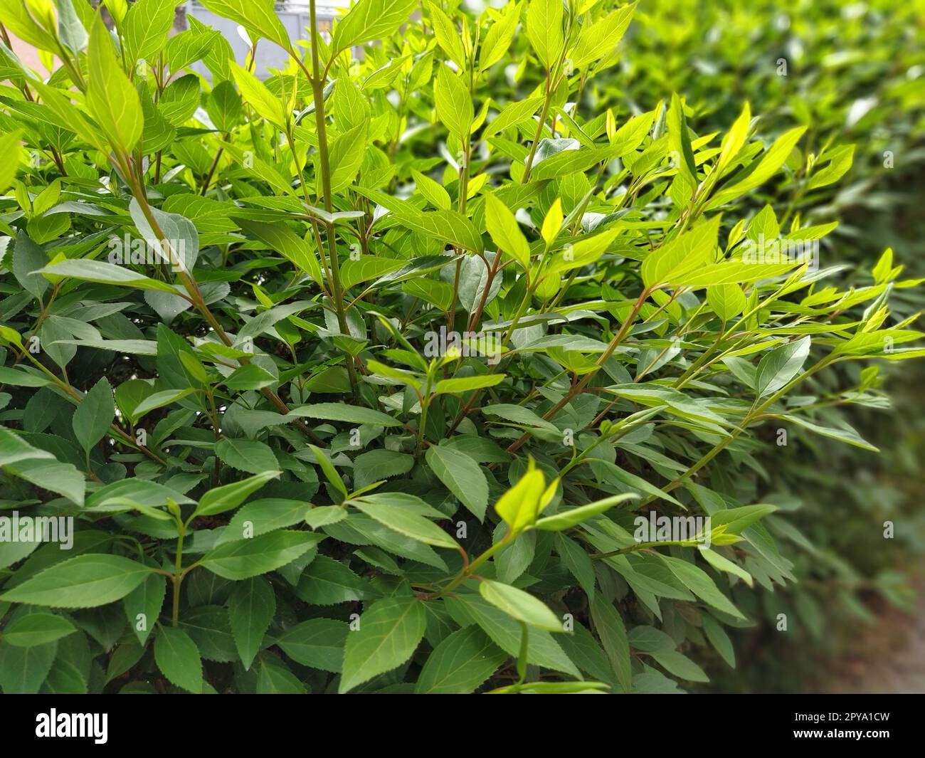 green box hedge background with green leaves. green bushes in the ...