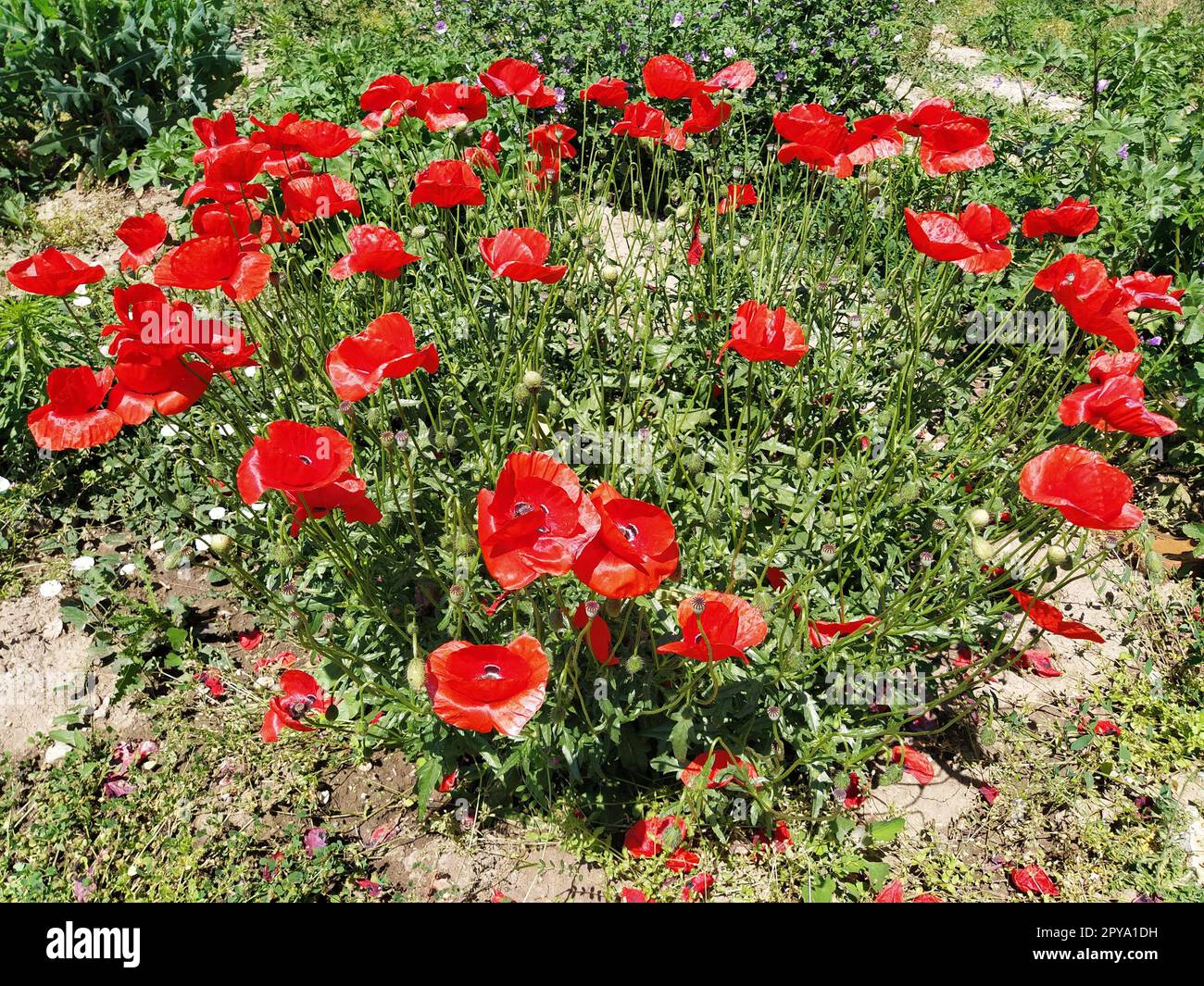 Red beautiful wild poppies hi-res stock photography and images - Alamy