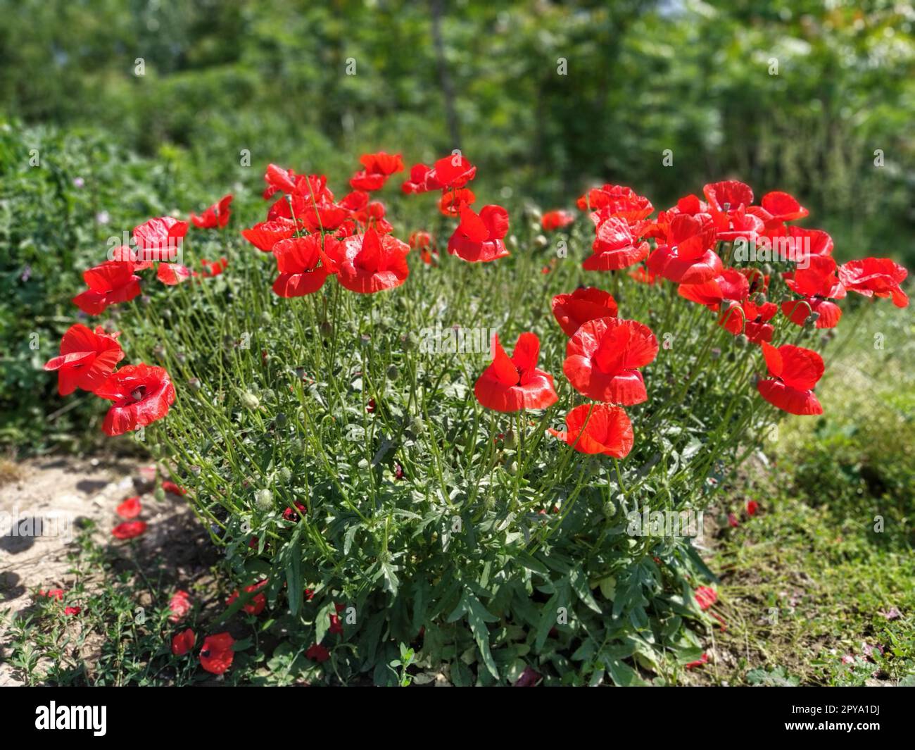 Beautiful red poppies sunset hi-res stock photography and images - Alamy