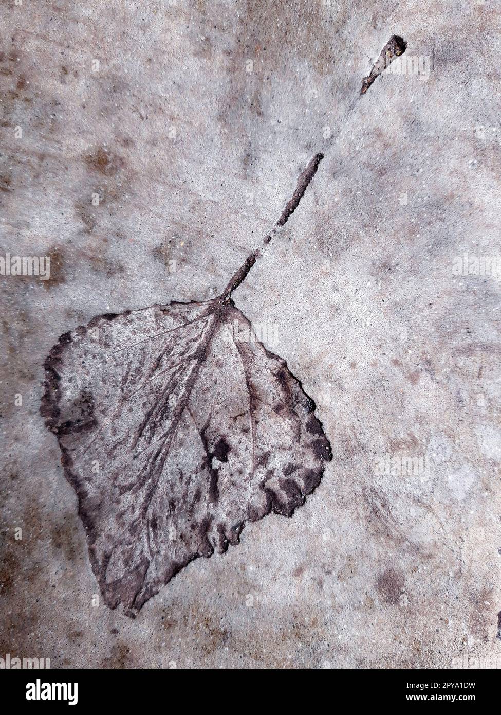 Fallen leaf print on concrete Stock Photo - Alamy