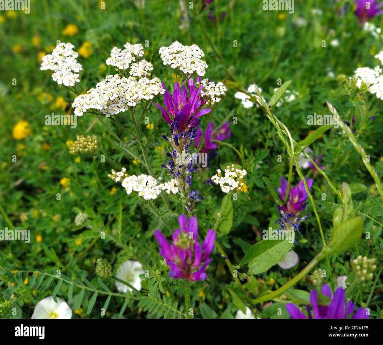 A lawn with purple, white and yellow spring wildflowers. Yarrow closeup ...