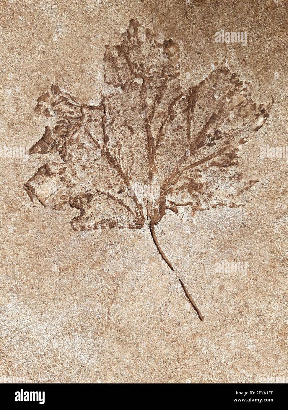 Fallen leaf print on concrete Stock Photo - Alamy