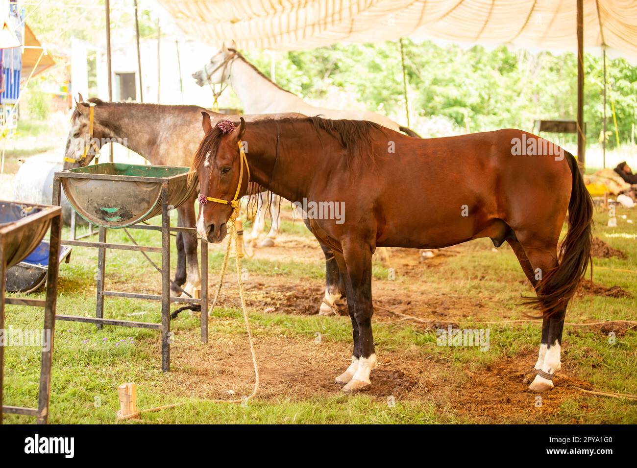 Portrait close up of a beautiful young chestnut stallion. Headshot of a ...