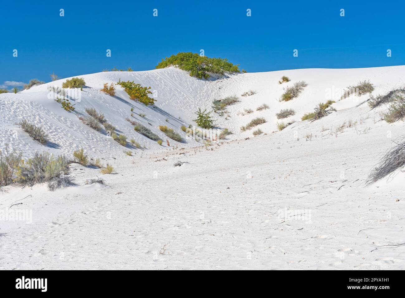 White Sands and Green Plants Stock Photo - Alamy
