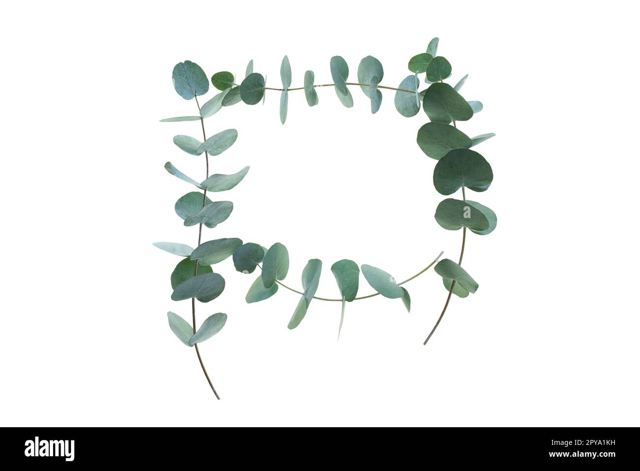 Blue background foliage branches Cut Out Stock Images & Pictures - Alamy