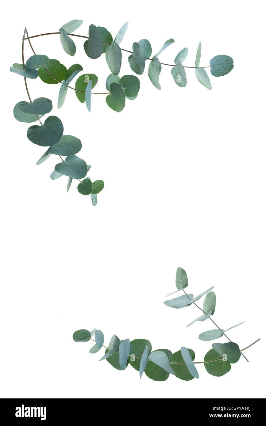 Eucalyptus Christening Decorations at Ellie Roseby blog