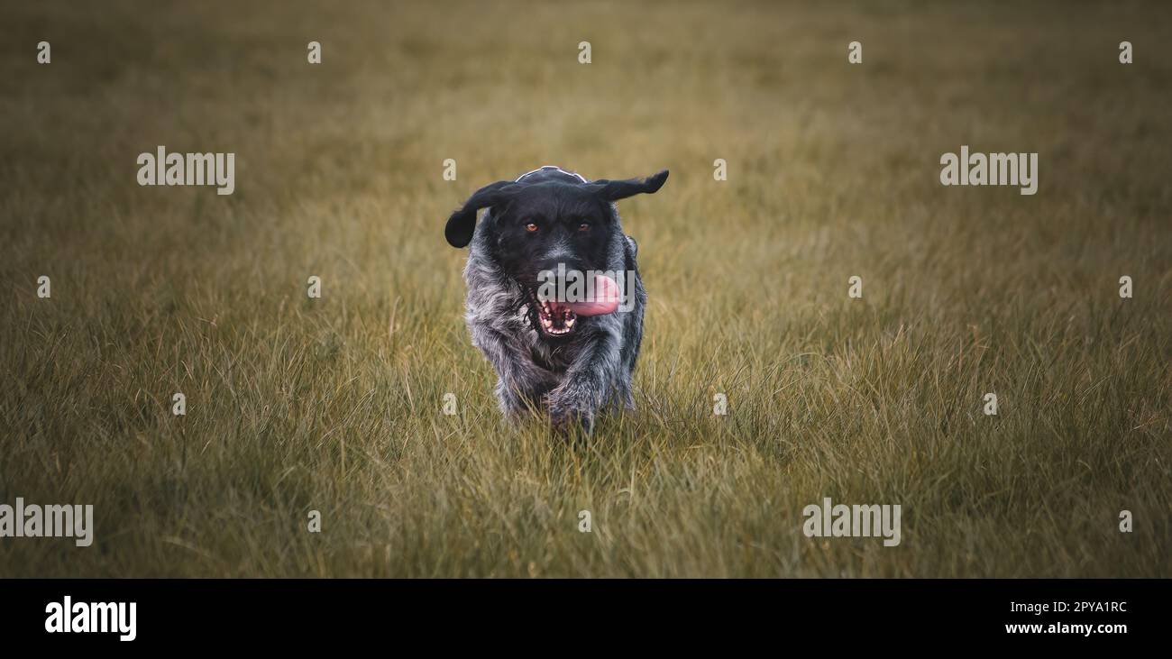 Sako the German wirehaired pointer hunting dog Stock Photo - Alamy