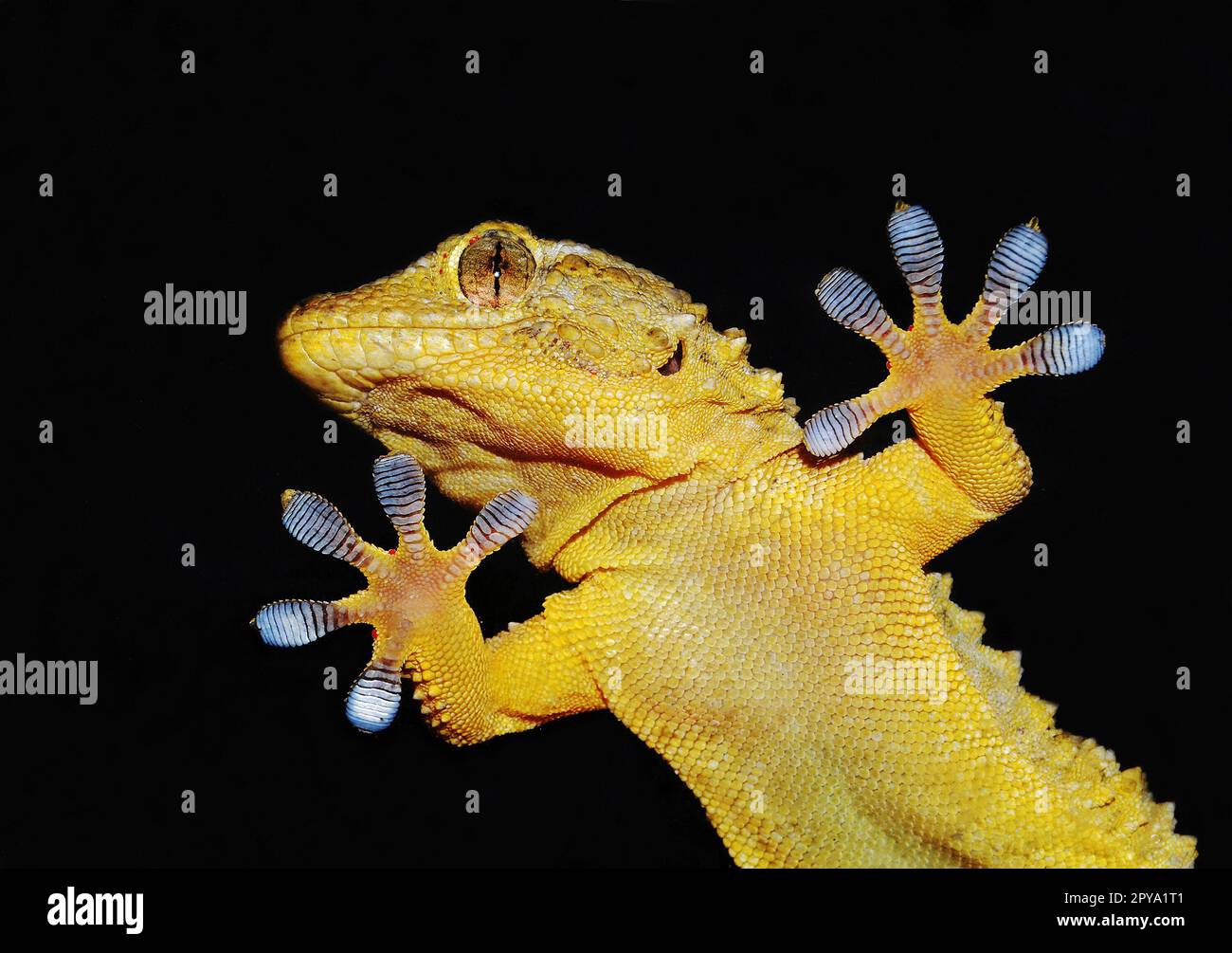 Funny gecko hi-res stock photography and images - Alamy