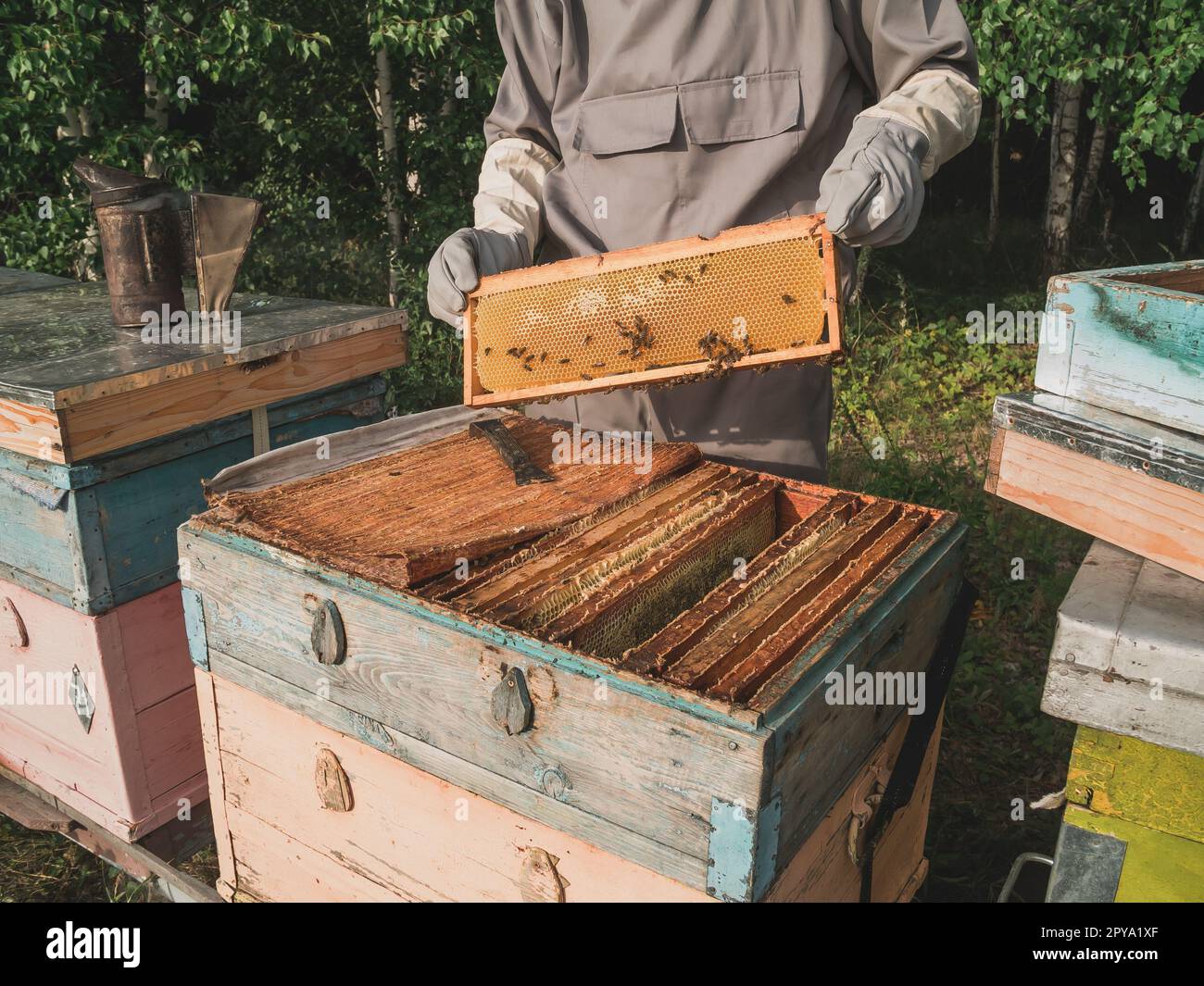 Propolis beehive frame hi-res stock photography and images - Alamy