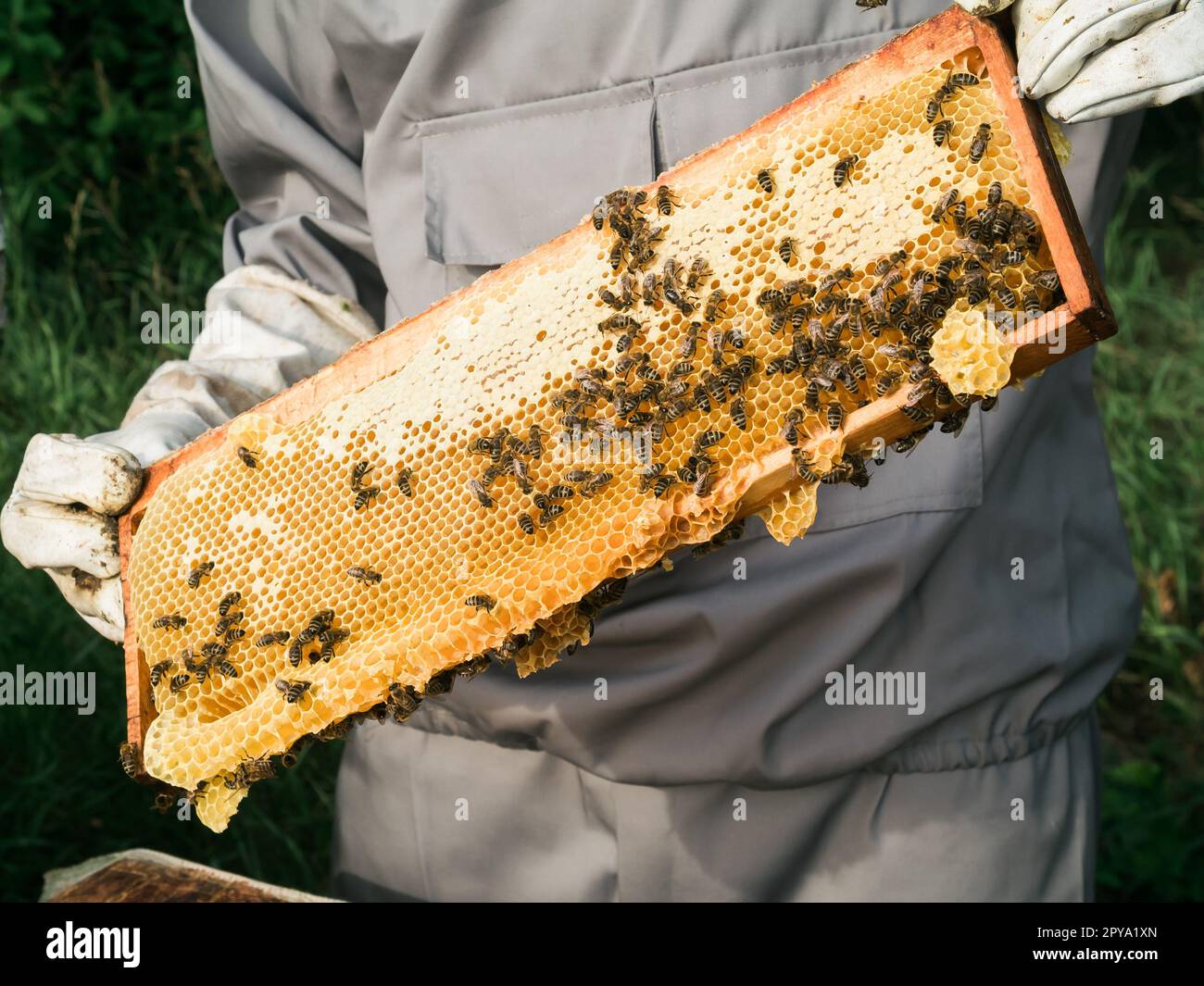Beekeeper holds a honey cell with bees in his hands. Apiculture and ...