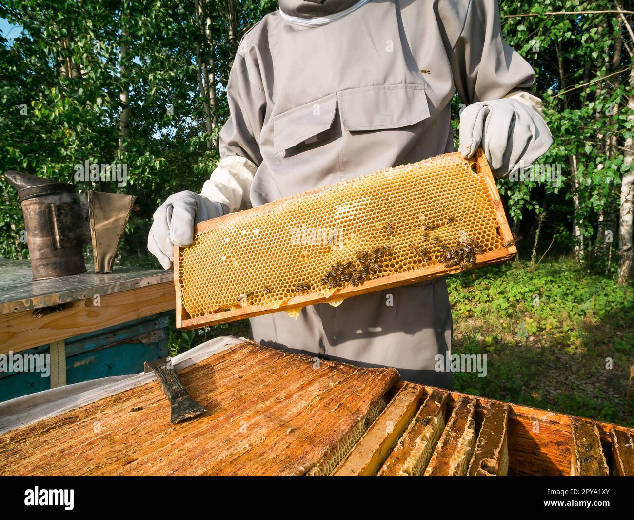Beekeeper removing honeycomb from beehive. Person in beekeeper suit ...