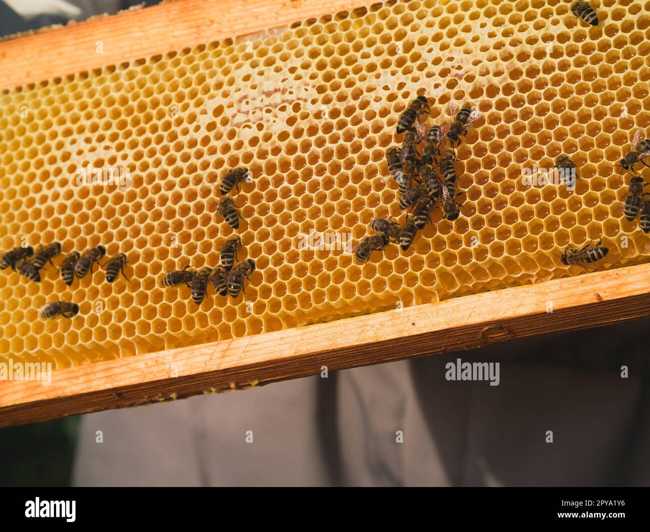 Bee honeycombs with honey and bees. Apiculture close up Stock Photo - Alamy