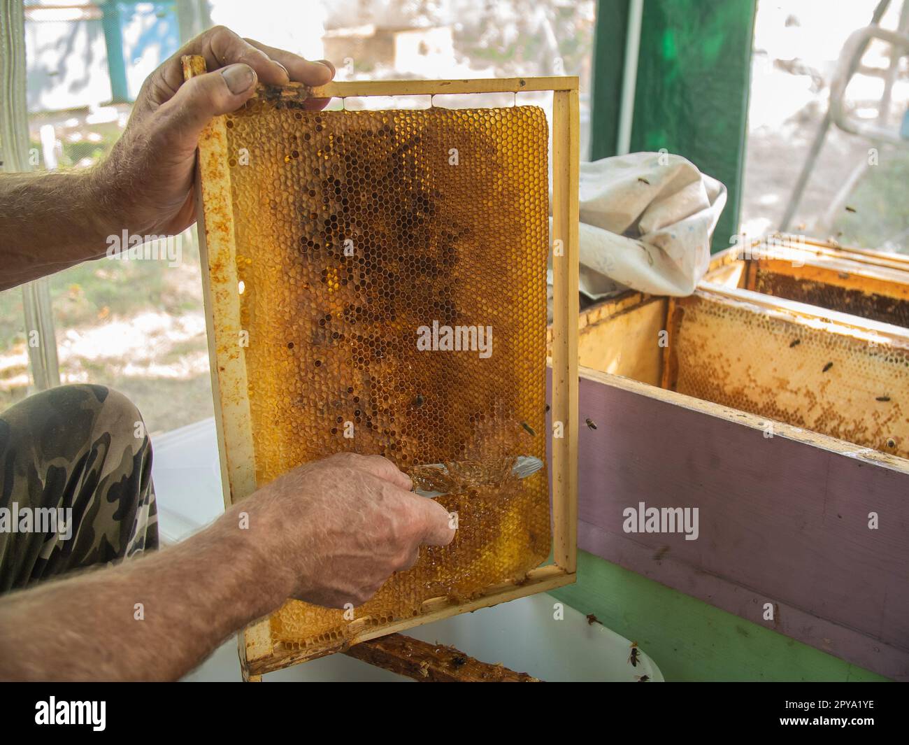 Beekeeper cuts the wax from the honey frame with a knife. Pumping out ...